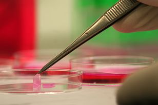 matricel - Cell Culture